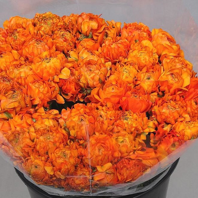 RANUNCULUS PON PON GARFIELD 40cm | Wholesale Dutch Flowers & Florist ...