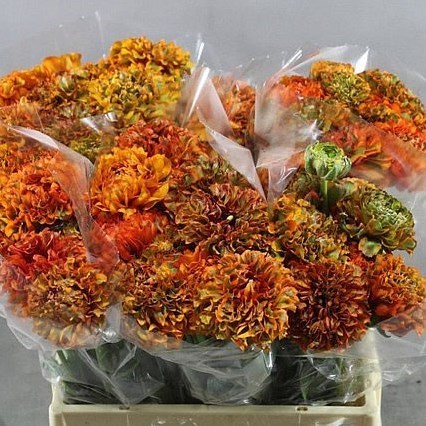 RANUNCULUS PON PON GARFIELD EX 45cm | Wholesale Dutch Flowers & Florist ...