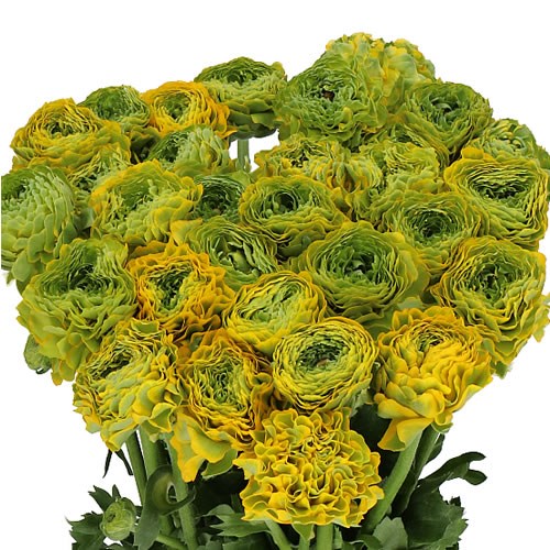 RANUNCULUS PON PON LUNA 30cm | Wholesale Dutch Flowers & Florist ...