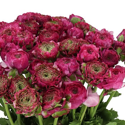 RANUNCULUS PON PON MALVA 40cm | Wholesale Dutch Flowers & Florist ...