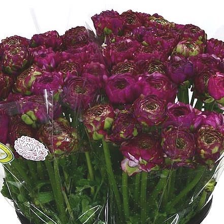 RANUNCULUS PON PON MALVA 40cm | Wholesale Dutch Flowers & Florist ...