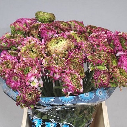 RANUNCULUS PON PON MALVA EX 40cm | Wholesale Dutch Flowers & Florist ...