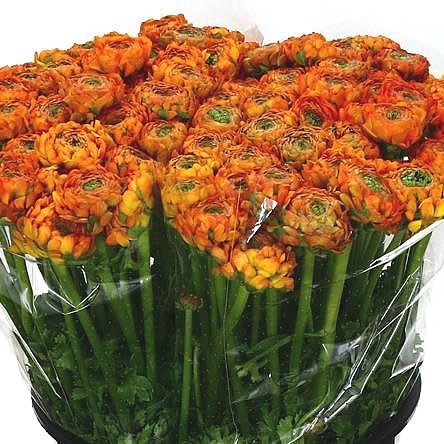 RANUNCULUS PON PON MERLINO 40cm | Wholesale Dutch Flowers & Florist ...
