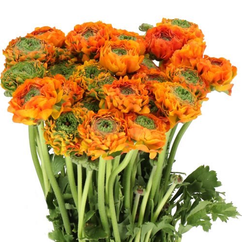 RANUNCULUS PON PON MERLINO 55cm | Wholesale Dutch Flowers & Florist ...