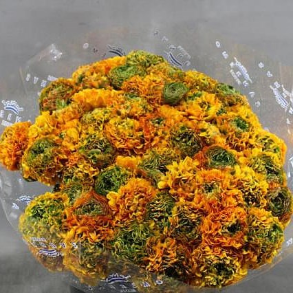 RANUNCULUS PON PON MERLINO SUPER 40cm | Wholesale Dutch Flowers ...