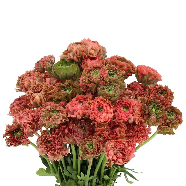 RANUNCULUS PON PON MINERVA 45cm | Wholesale Dutch Flowers & Florist ...
