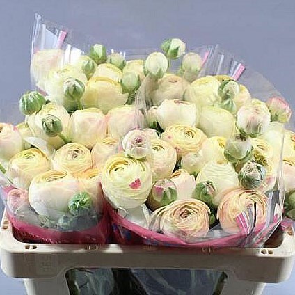 RANUNCULUS ROMANCE HYDRA 40cm | Wholesale Dutch Flowers & Florist ...