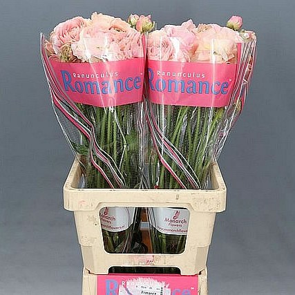 RANUNCULUS ROMANCE MARITIME EX 50cm | Wholesale Dutch Flowers & Florist ...