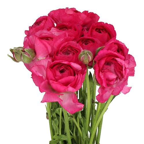 RANUNCULUS ROMANCE MERCUREY EX 40cm | Wholesale Dutch Flowers & Florist ...