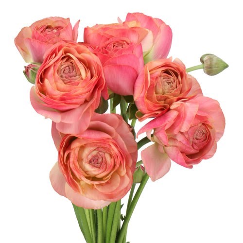 RANUNCULUS ROMANCE NOHANT 40cm | Wholesale Dutch Flowers & Florist ...