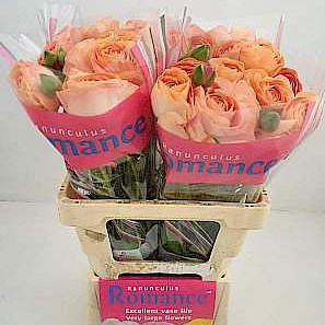 RANUNCULUS ROMANCE NOHANT EX 50cm | Wholesale Dutch Flowers & Florist ...