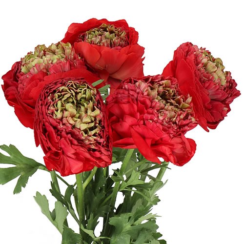 RANUNCULUS ROMANCE ODON EX 40cm | Wholesale Dutch Flowers & Florist ...