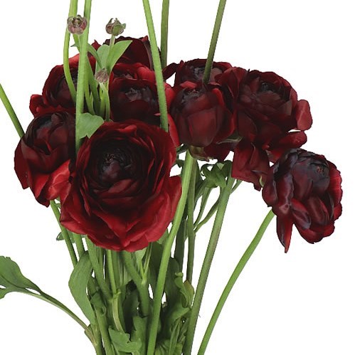 RANUNCULUS ROMANCE PERIGORD EX 40cm | Wholesale Dutch Flowers & Florist ...