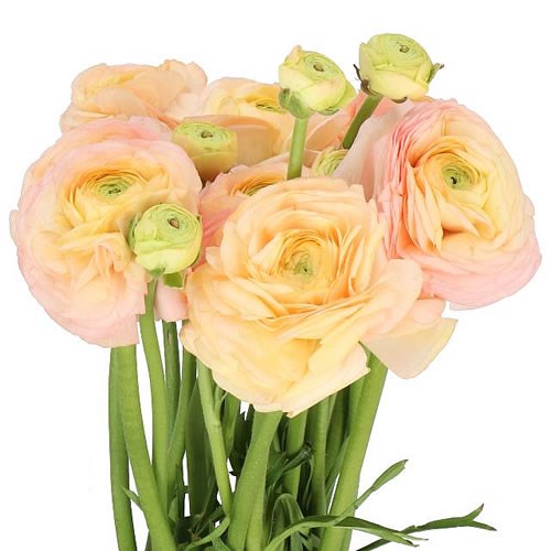 RANUNCULUS ROMANCE SALERNO 50cm | Wholesale Dutch Flowers & Florist ...