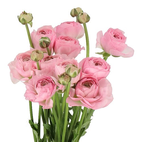 RANUNCULUS ROMANCE SEINE EX 40cm | Wholesale Dutch Flowers & Florist ...