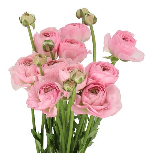 RANUNCULUS ROMANCE SEINE EX 50cm | Wholesale Dutch Flowers & Florist ...