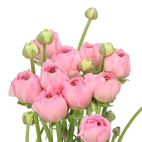 RANUNCULUS ROMANCE VALLIERE EX 50cm | Wholesale Dutch Flowers & Florist ...