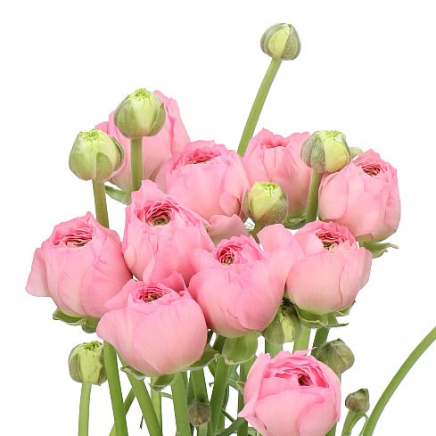 RANUNCULUS ROMANCE VALLIERE EX 60cm | Wholesale Dutch Flowers & Florist ...