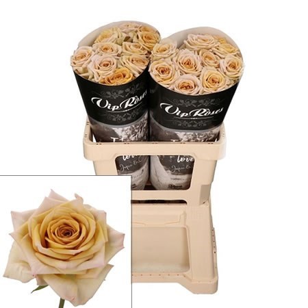 ROSE SPOILER 60cm | Wholesale Dutch Flowers & Florist Supplies UK