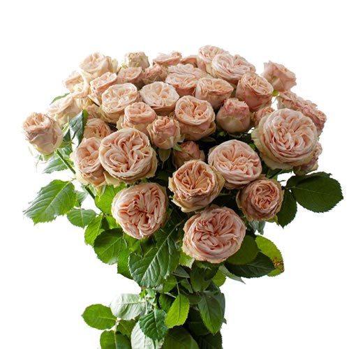 ROSA SPRAY GENTLE TRENDSETTER 60cm | Wholesale Dutch Flowers & Florist ...