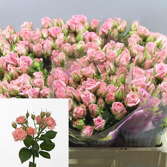 ROSE SPRAY ODILIA 40cm | Wholesale Dutch Flowers & Florist Supplies UK