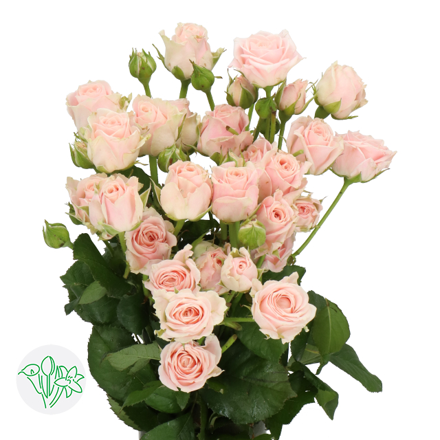 Rose Spray Sweet 4 Tune 50cm Wholesale Dutch Flowers And Florist