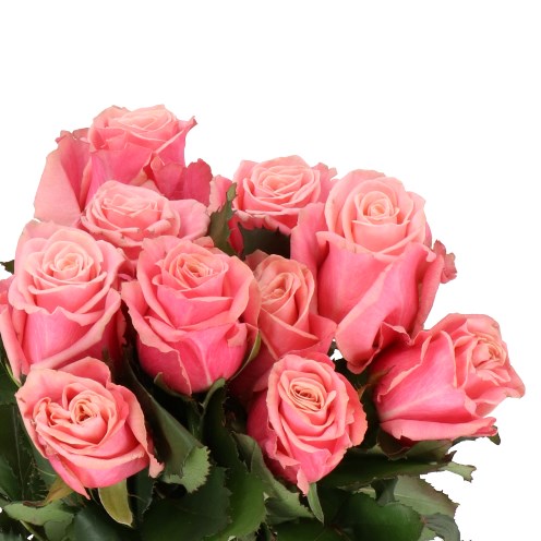 ROSE ADELE 60cm | Wholesale Dutch Flowers & Florist Supplies UK