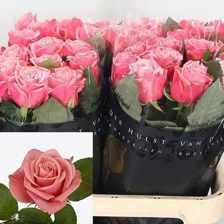 ROSE ADELE 70cm | Wholesale Dutch Flowers & Florist Supplies UK