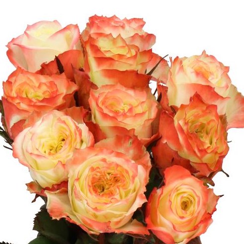 ROSE ADVENTURE (SMALL HEADS) 40cm | Wholesale Dutch Flowers & Florist ...