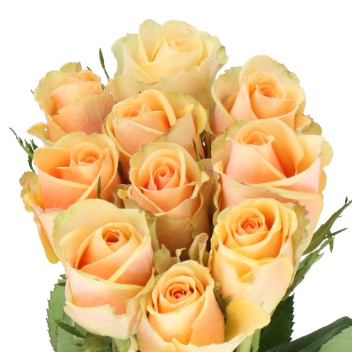 ROSE ALCHEMY 40cm | Wholesale Dutch Flowers & Florist Supplies UK