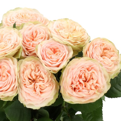 ROSE AMBERLEY PARK 60cm | Wholesale Dutch Flowers & Florist Supplies UK