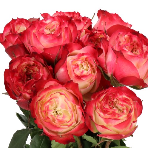 ROSE APPLE JACK 50cm | Wholesale Dutch Flowers & Florist Supplies UK