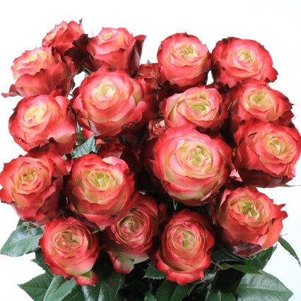 ROSE APPLE JACK (ECUADOR LARGE HEADS) 60cm | Wholesale Dutch Flowers ...