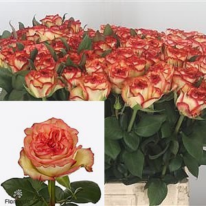 ROSE ARUBA SUMMERHOUSE 60cm | Wholesale Dutch Flowers & Florist Supplies UK