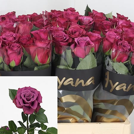 ROSE ASCOT 50cm | Wholesale Dutch Flowers & Florist Supplies UK
