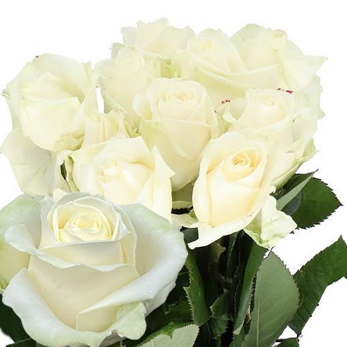 ROSE AVALANCHE 90cm | Wholesale Dutch Flowers & Florist Supplies UK