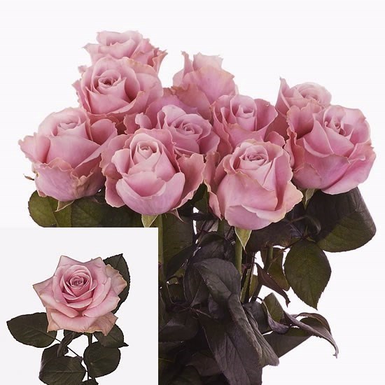 ROSE AVALANCHE PINK 70cm | Wholesale Dutch Flowers & Florist Supplies UK