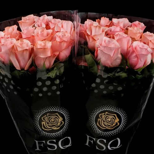 ROSE BE SWEET (ECUADOR LARGE HEADS) 60cm | Wholesale Dutch Flowers ...