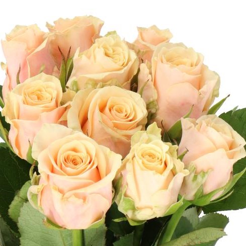 ROSE BELLINI 70cm | Wholesale Dutch Flowers & Florist Supplies UK