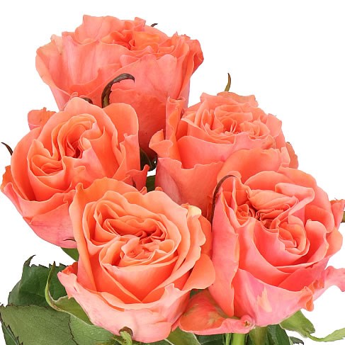 ROSE BLUSHING REEVA 50cm | Wholesale Dutch Flowers & Florist Supplies UK