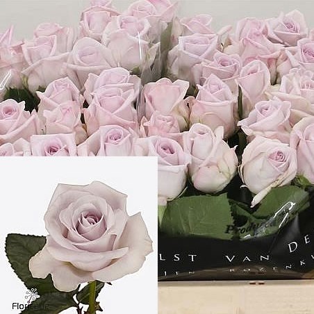 ROSE BOUNTY WAY 60cm | Wholesale Dutch Flowers & Florist Supplies UK