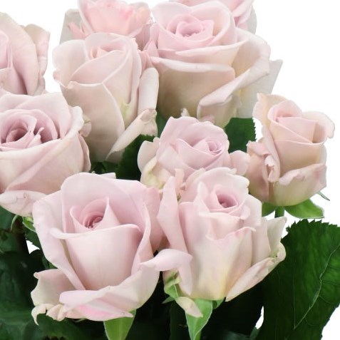 ROSE BOUNTY WAY 70cm | Wholesale Dutch Flowers & Florist Supplies UK