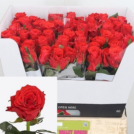 ROSE BRIGHT TORCH 60cm | Wholesale Dutch Flowers & Florist Supplies UK