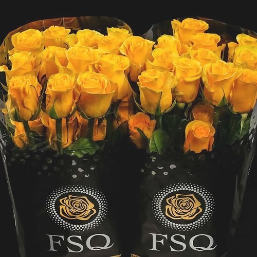 ROSE BRIGHTON (ECUADOR LARGE HEADS) 50cm | Wholesale Dutch Flowers ...