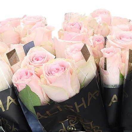 ROSE CANDY GIRL 60cm | Wholesale Dutch Flowers & Florist Supplies UK