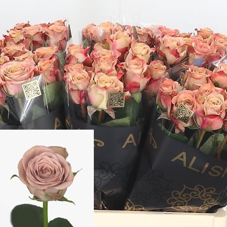 ROSE CAPPUCCINO 70cm | Wholesale Dutch Flowers & Florist Supplies UK
