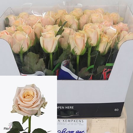 ROSE CASHMERE 50cm | Wholesale Dutch Flowers & Florist Supplies UK