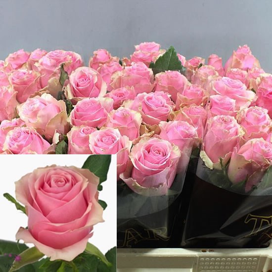 ROSE CELEB 40cm | Wholesale Dutch Flowers & Florist Supplies UK