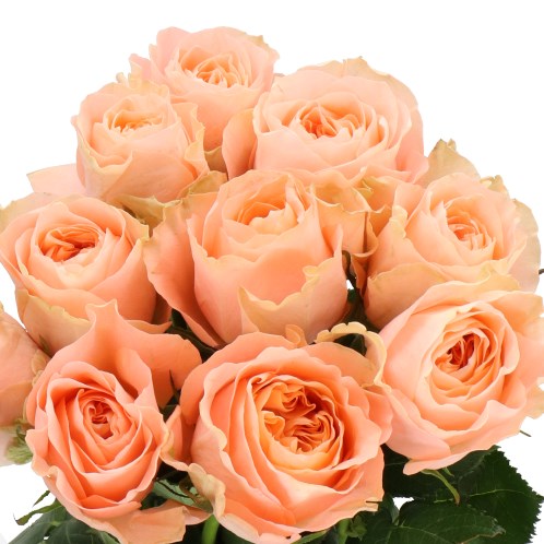 ROSE CHARMING REEVA 50cm | Wholesale Dutch Flowers & Florist Supplies UK