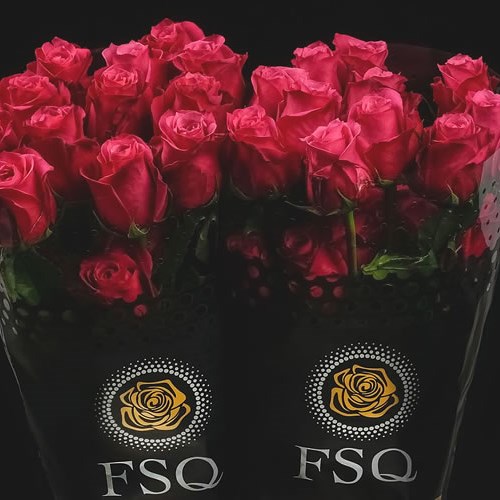 ROSE CHERRY O (ECUADOR LARGE HEADS) 50cm | Wholesale Dutch Flowers ...